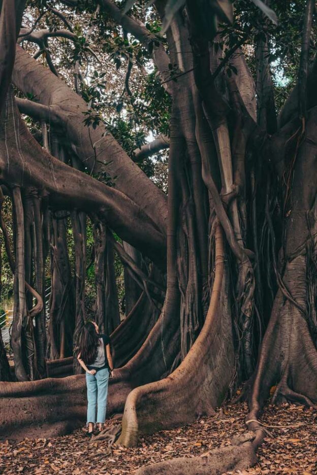 Ancestral Lineage Healing: Online Course - Ancestral Medicine