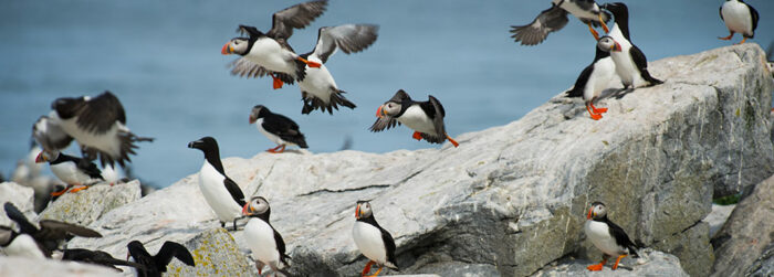 Animism is Relational, Earth-honoring, Wise, and Healing