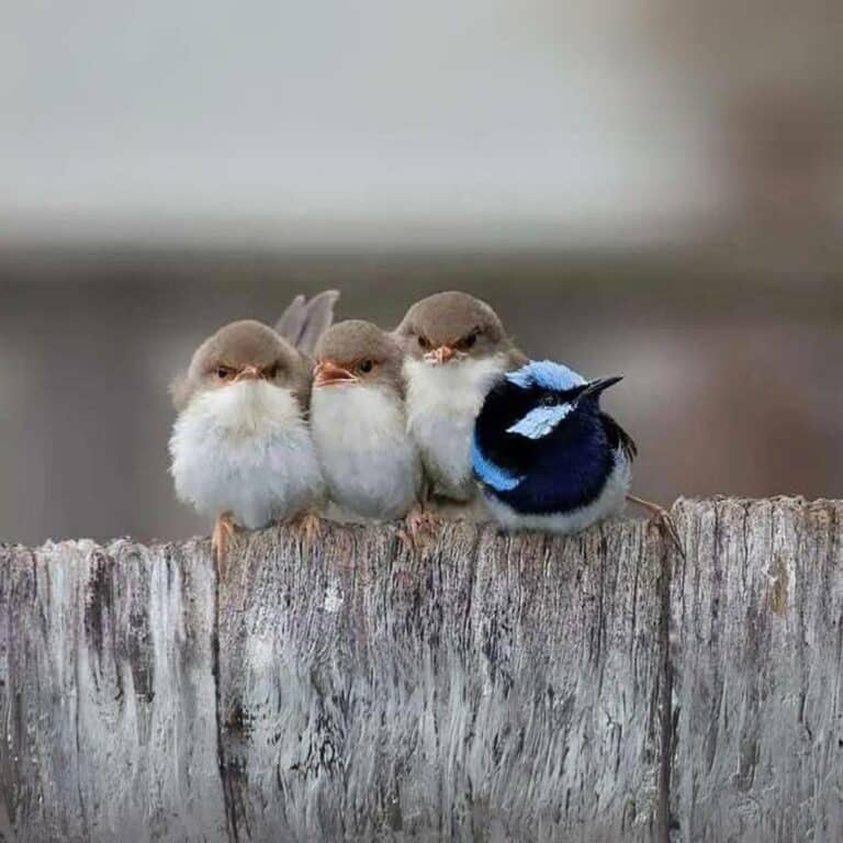 Possession, Addiction, and Belonging - Ancestral Medicine