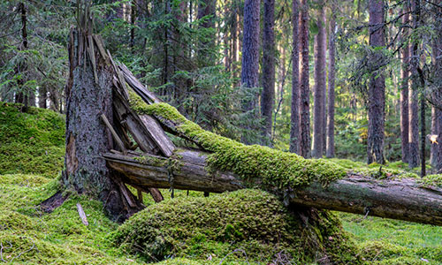 Ritual care in times of rupture with Julia Hartsell and Daniel Foor