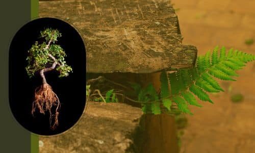 Offerings for Personal, Cultural, and Earth Healing